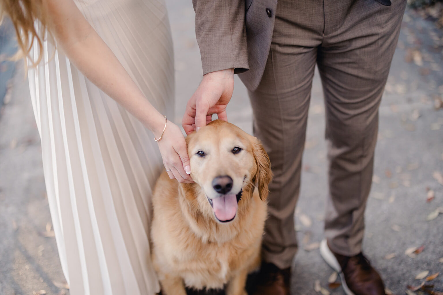 Surprise Savannah Proposal